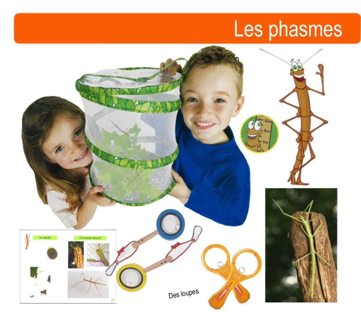 Les phasmes - Carré Jardin